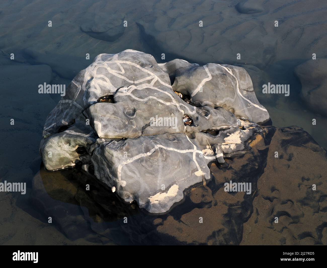 Snail on in tide pool hi-res stock photography and images - Alamy