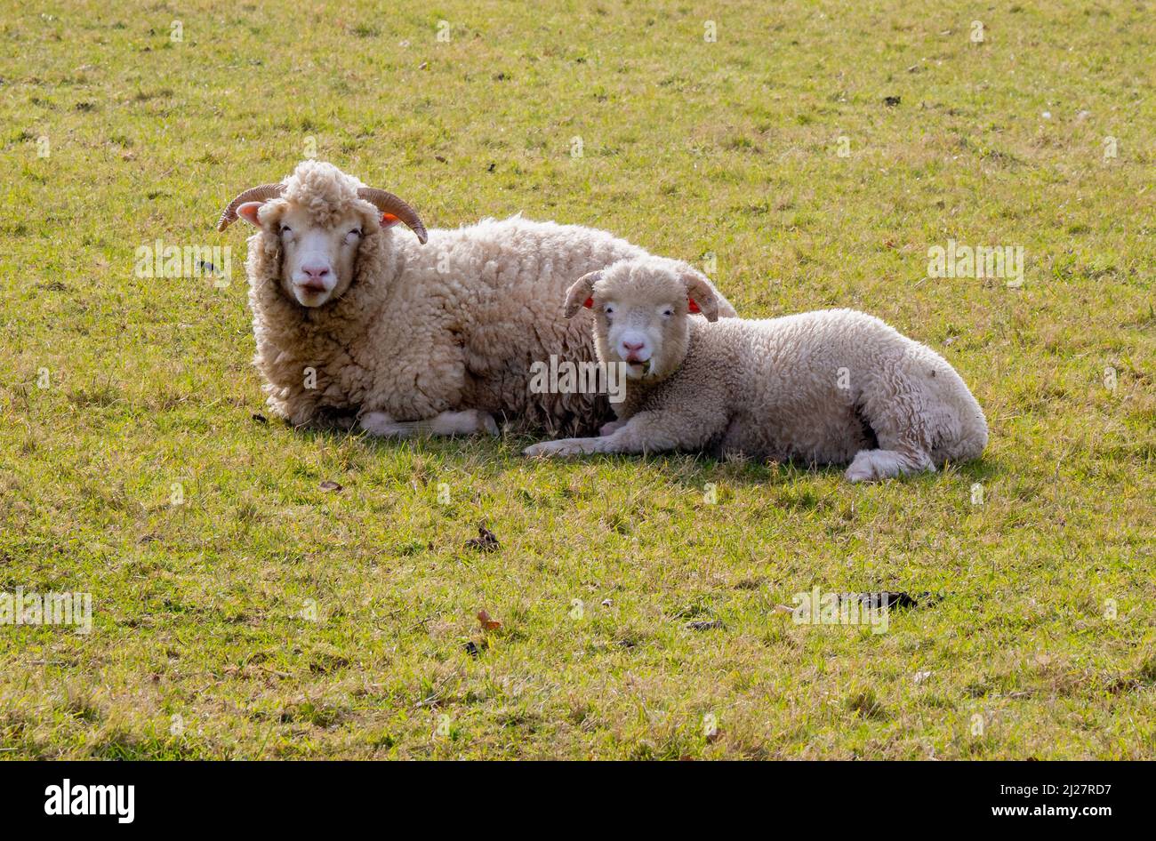 Ewe lamb england uk hi-res stock photography and images - Alamy