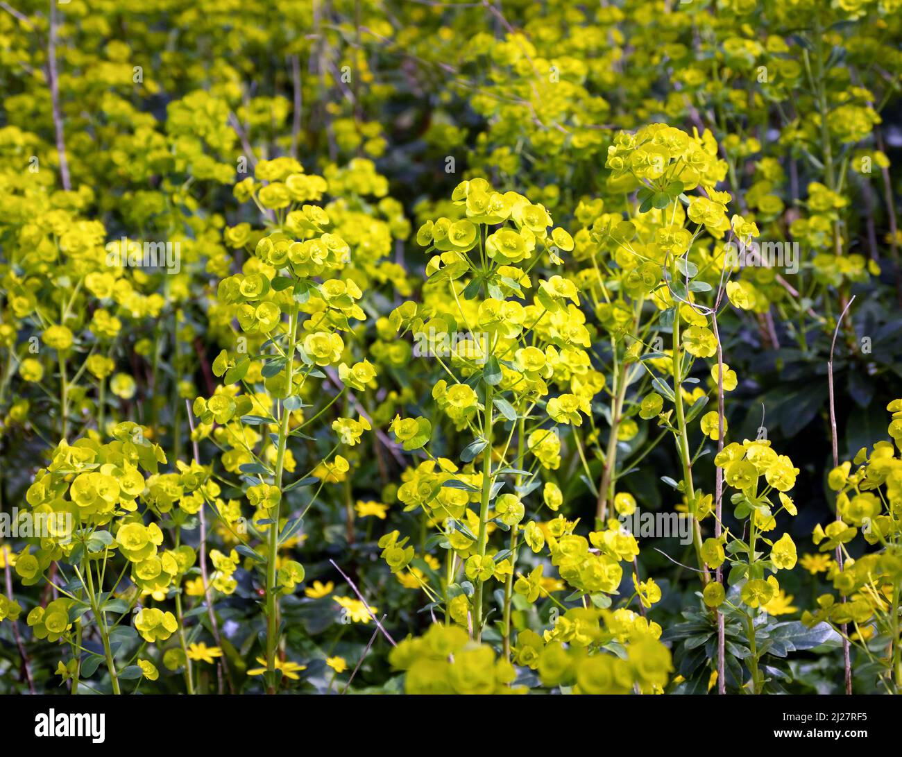 Wood Spurge Euphorbia amygdaloides growing in profusion in a small ...
