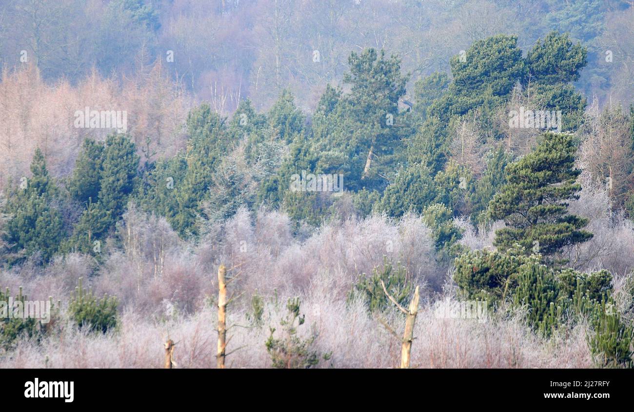 Frost covered mixed woodland in mid-winter landscape at Cannock Forest ...