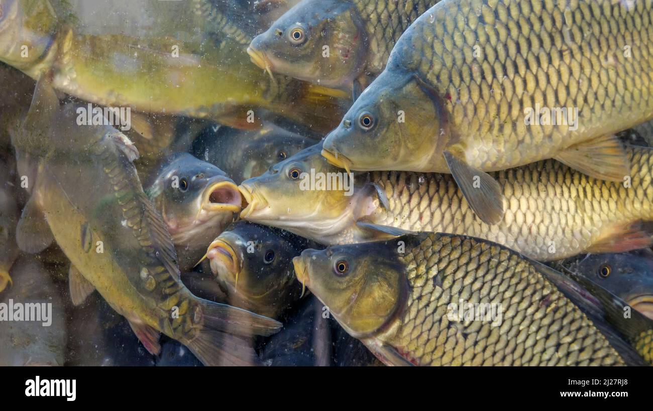 fish in the aquarium. Carps in the aquarium Stock Photo - Alamy