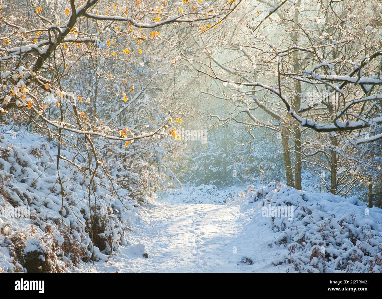 Beautiful winter scenes South Street in early winter Cannock Chase ...