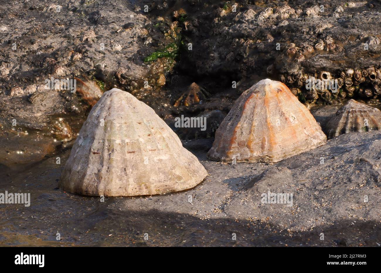 Common limpets Patella vulgaris on rocks of the South Wales coast at ...
