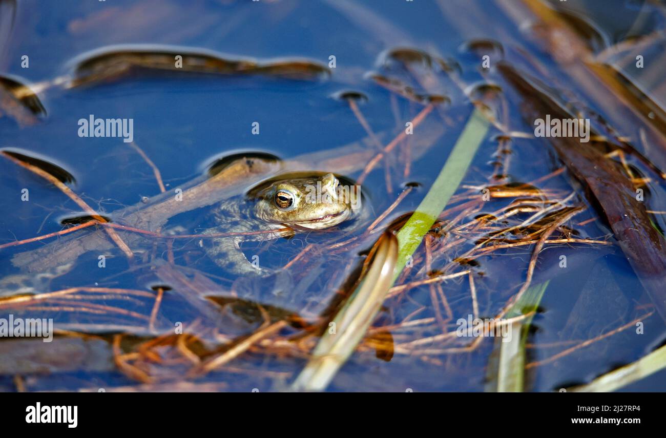 Common toads in a pond during the breeding season Stock Photo - Alamy