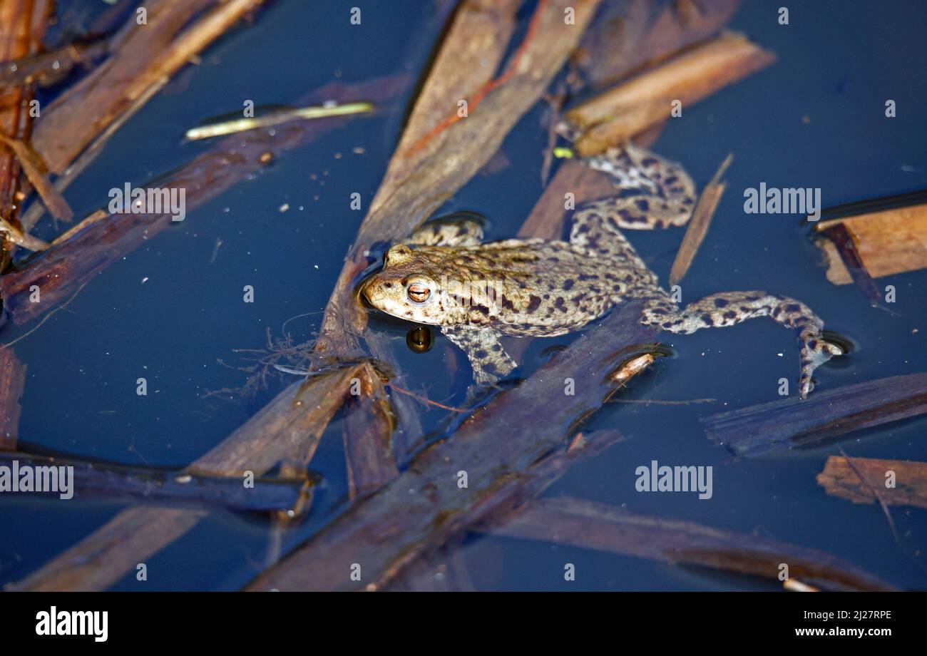Common toad in a pond during spawning season hi-res stock photography ...