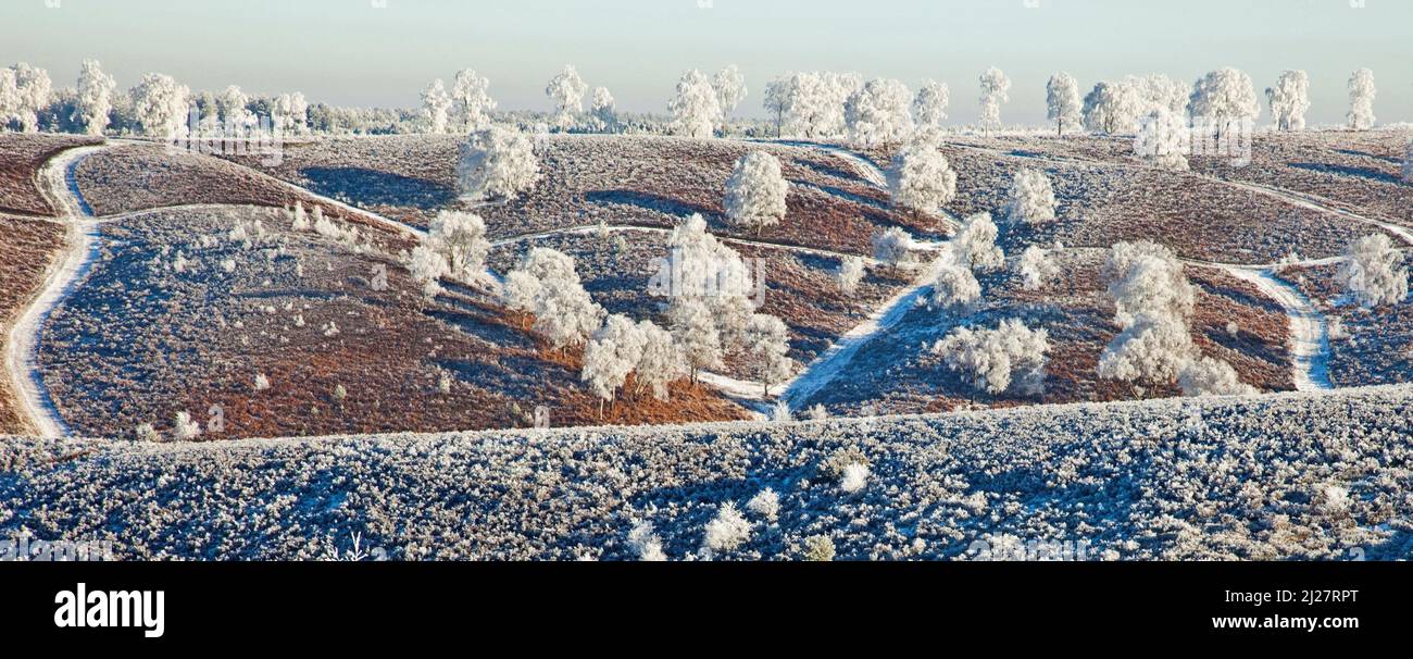 Frosted trees and hills and paths in early winter on Cannock Chase ...