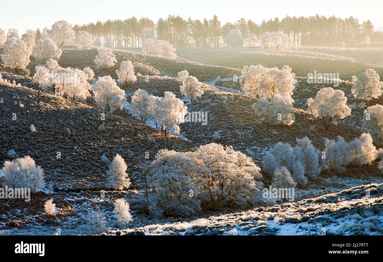 Frosted trees and hills and paths in early winter on Cannock Chase ...