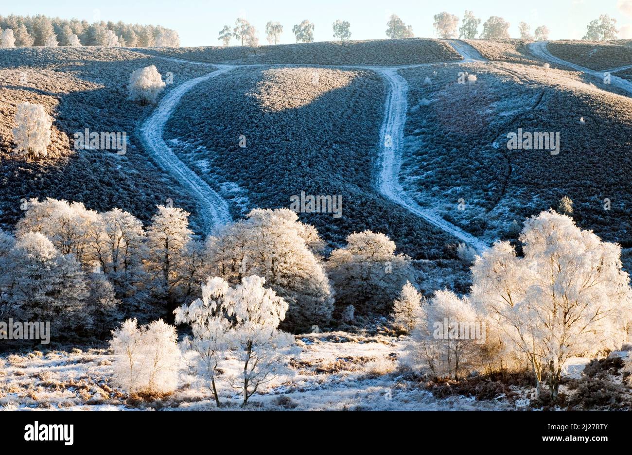 Frosted trees and hills and paths in early winter on Cannock Chase ...