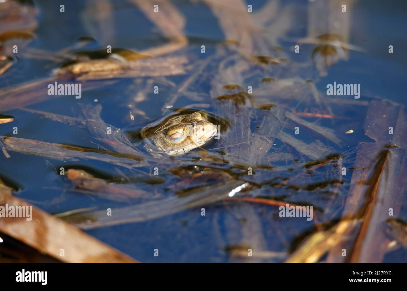 Common toads in a pond during the breeding season Stock Photo - Alamy