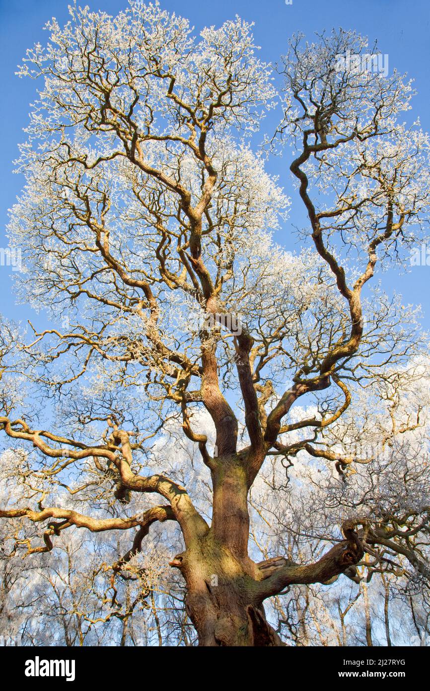 Winter beauty with frost covered tree in early winter on Cannock Chase ...