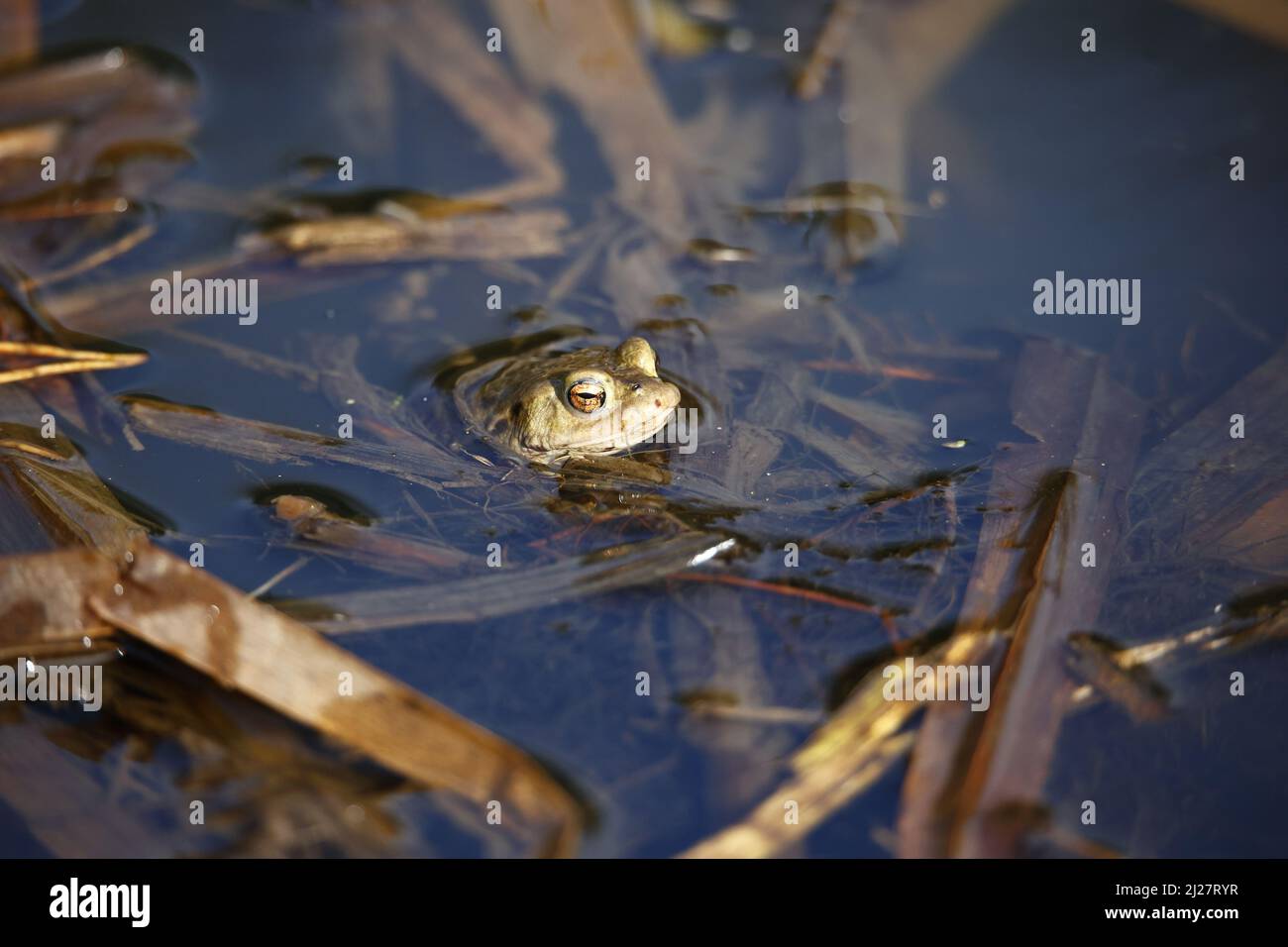 Male toad fish hi-res stock photography and images - Alamy
