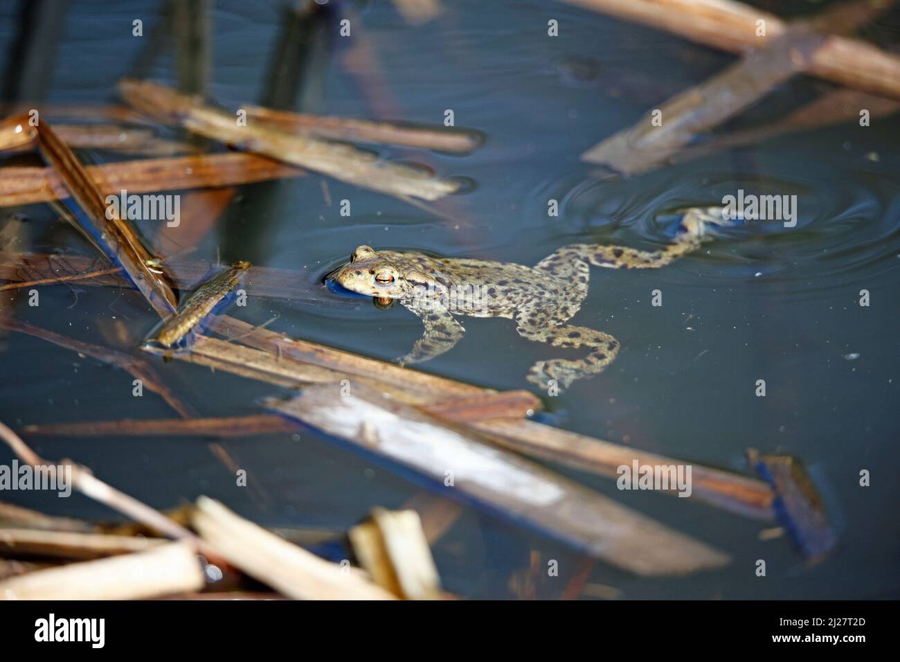 Common toads in a pond during the breeding season Stock Photo - Alamy