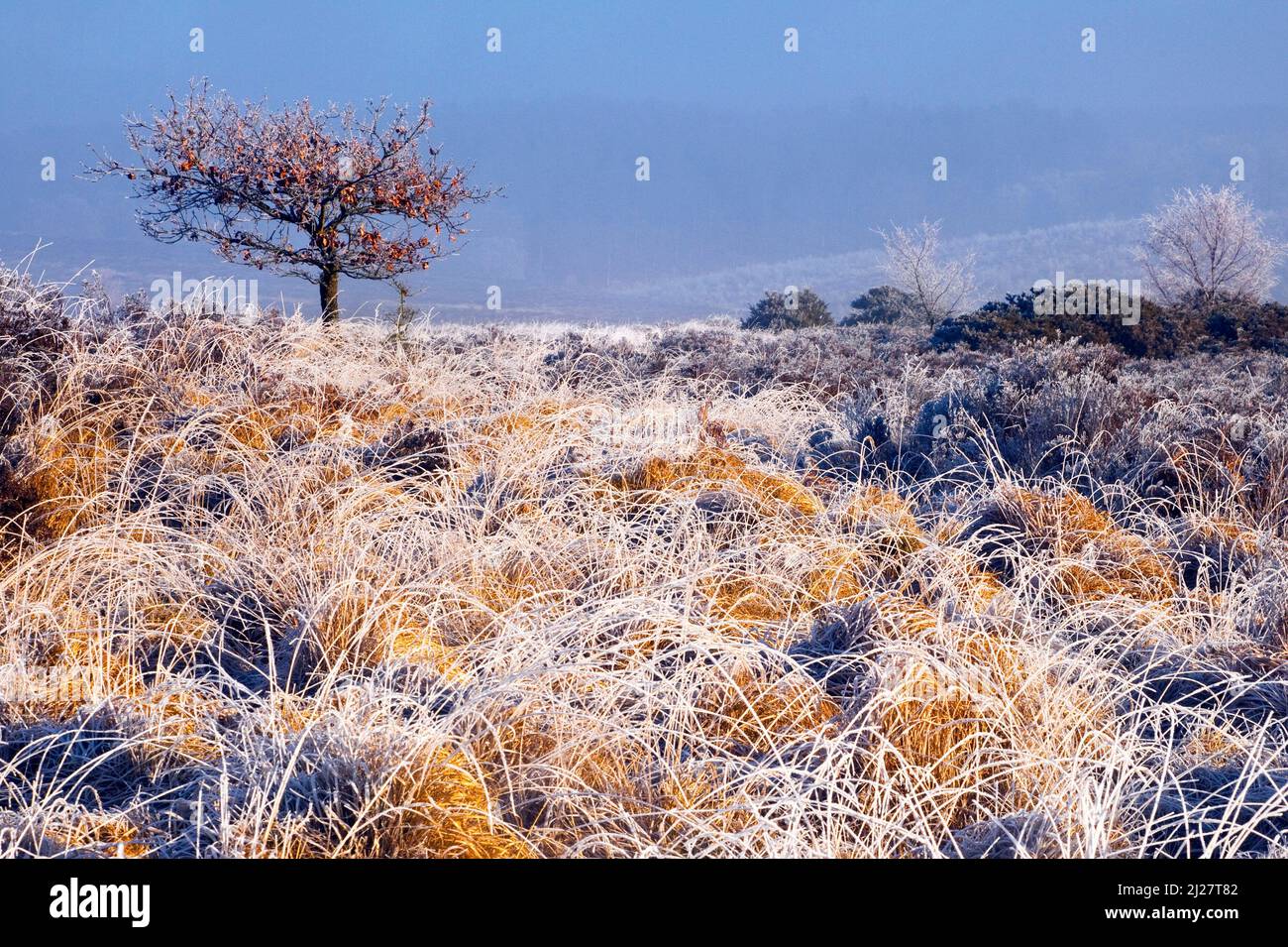 Severe frost with fog and mist in mid-winter Cannock Chase Country Park ...