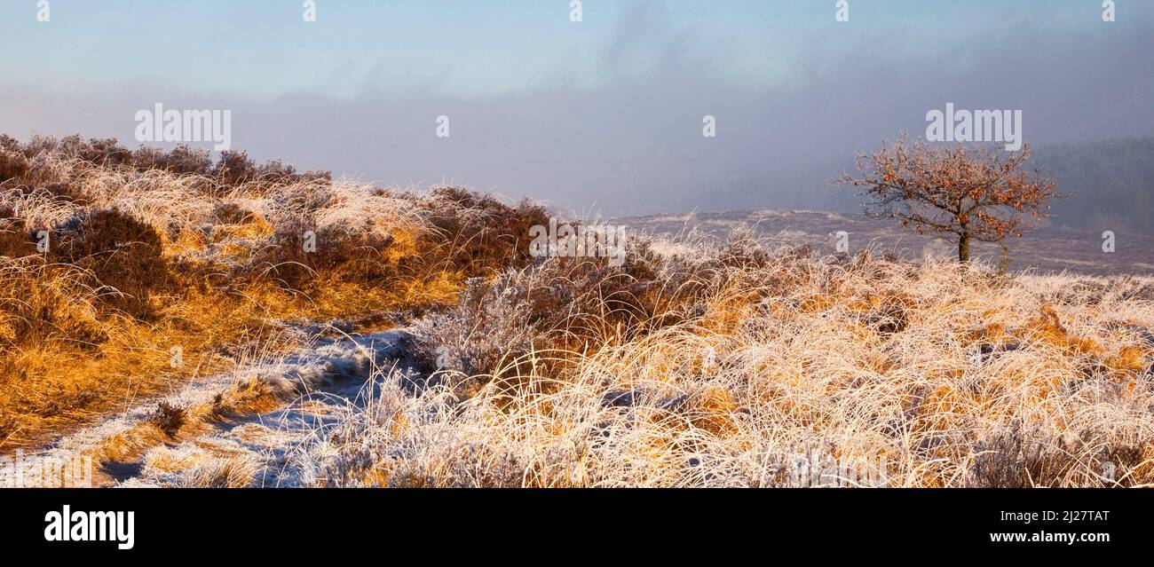 Severe frost with fog and mist in mid-winter Cannock Chase Country Park ...