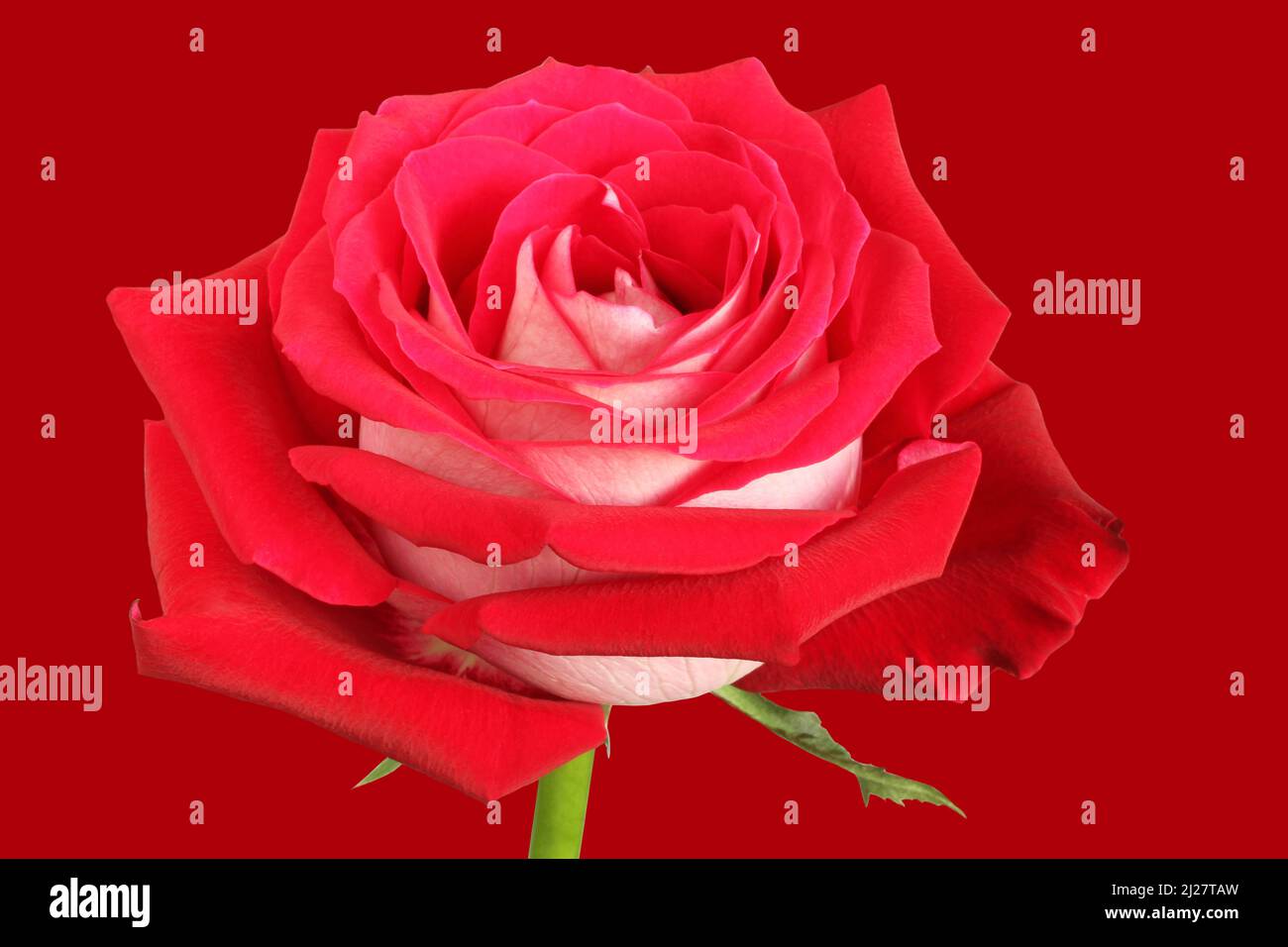 Big red rose on red background. Closeup. Side view Stock Photo - Alamy