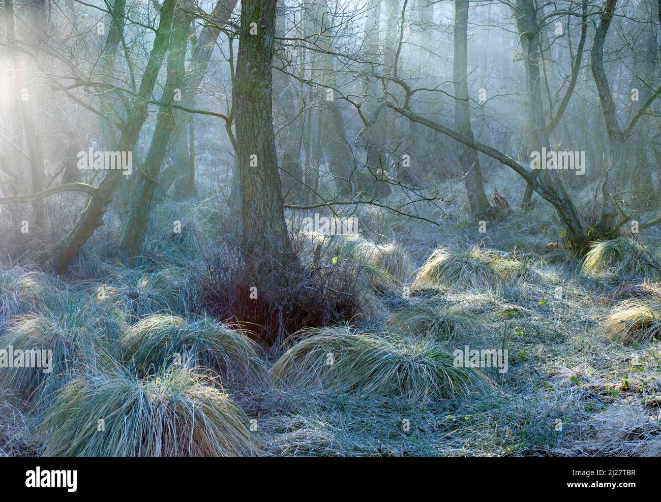 Mist in Sherbrook Valley mid-winter Cannock Chase Country Park AONB ...