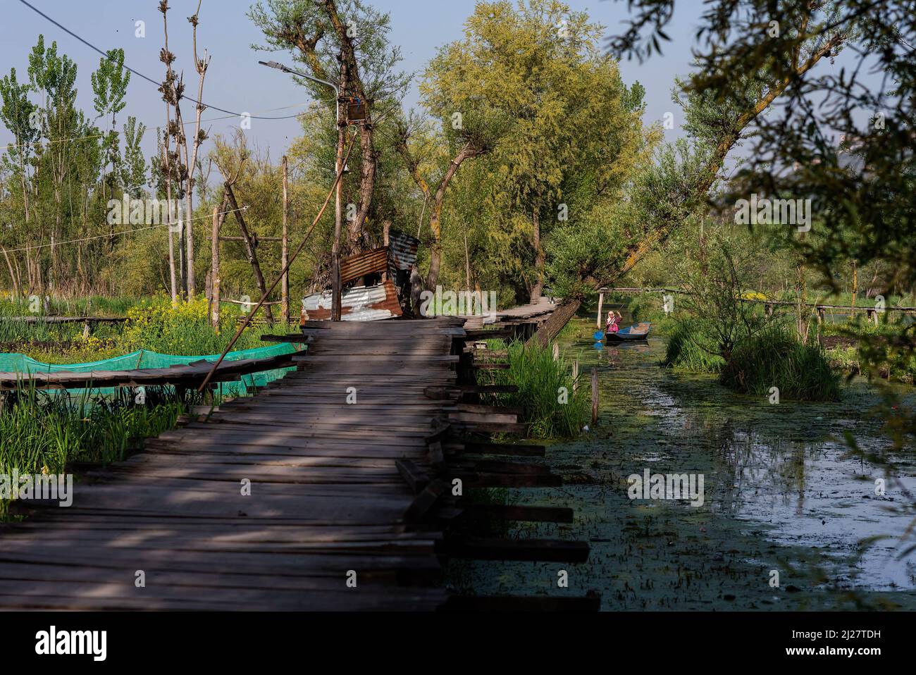 A woman rows her boat during a spring morning in the interiors of Dal ...