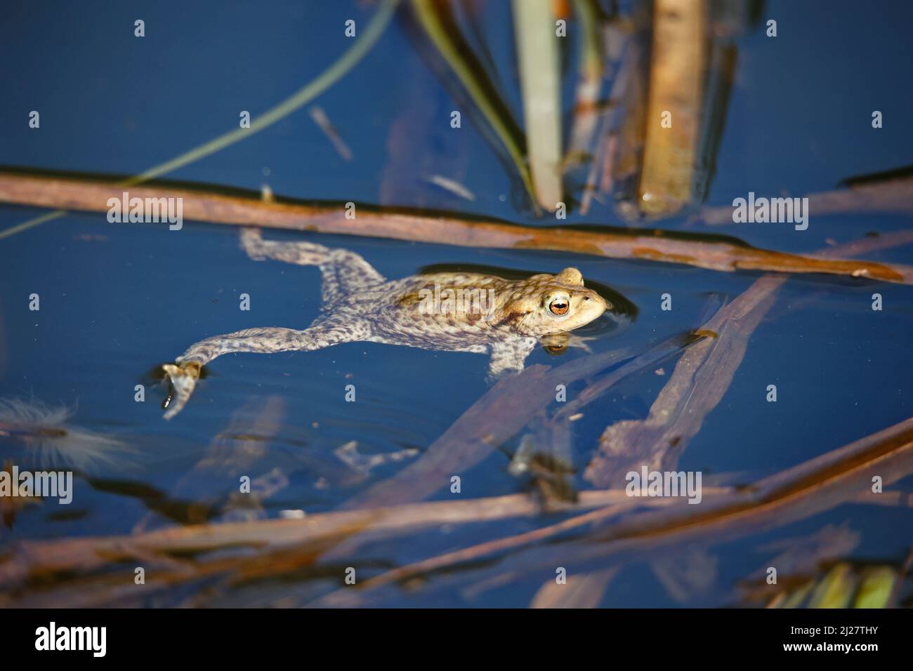 Common toads in a pond during the breeding season Stock Photo - Alamy