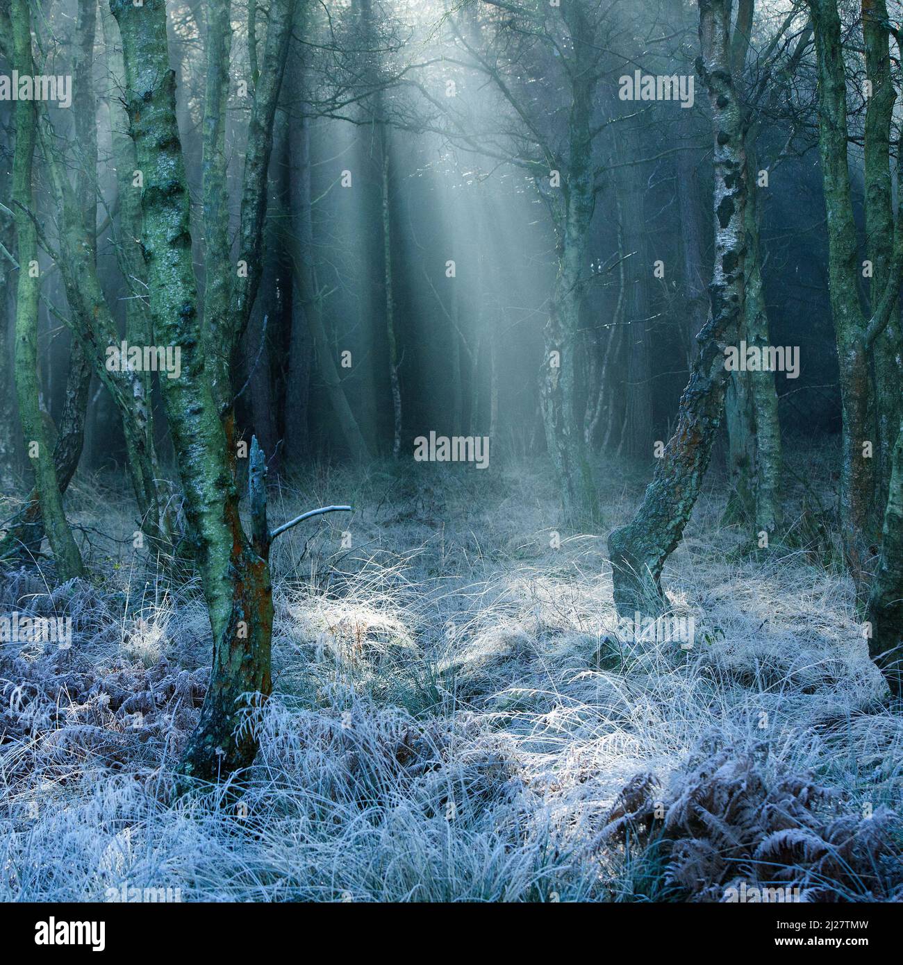 Winter landscape scene on Cannock Chase Area of Outstanding Natural ...
