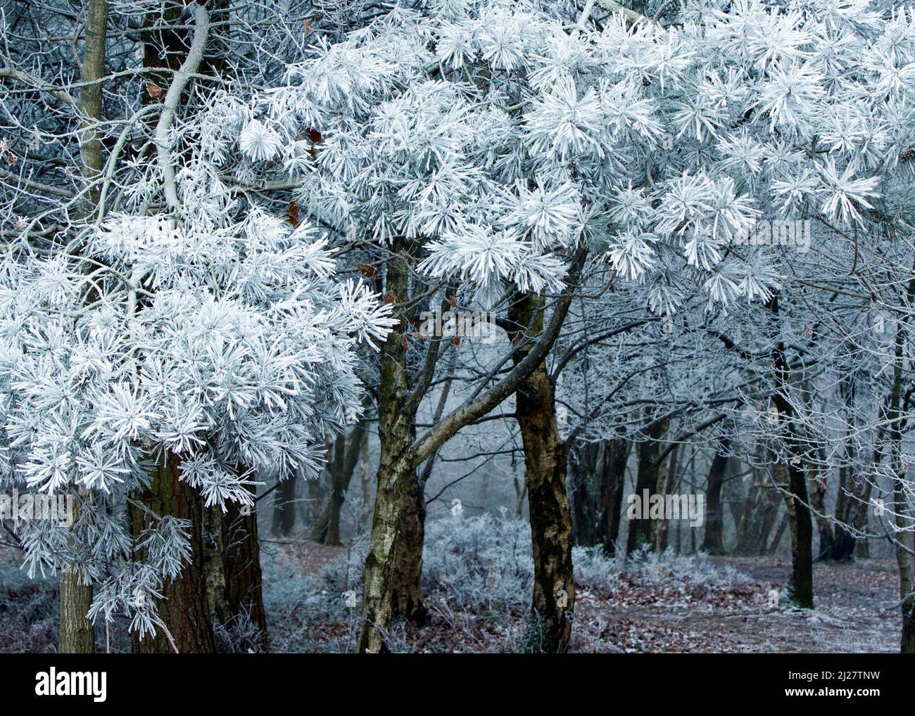 Frost covered landscape hi-res stock photography and images - Alamy