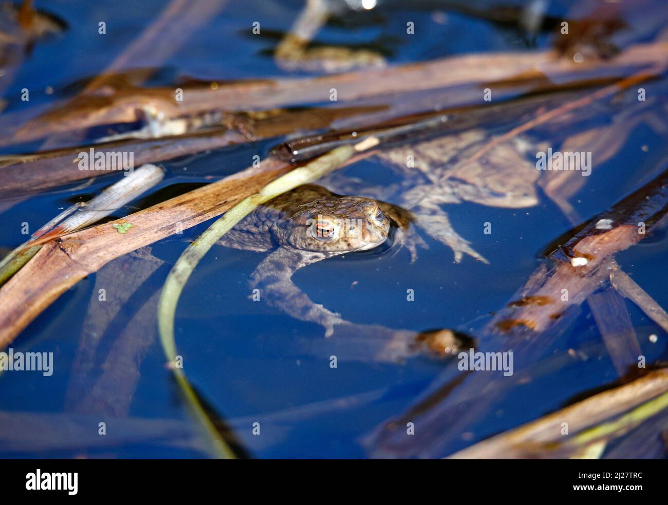 Common toads in a pond during the breeding season Stock Photo - Alamy