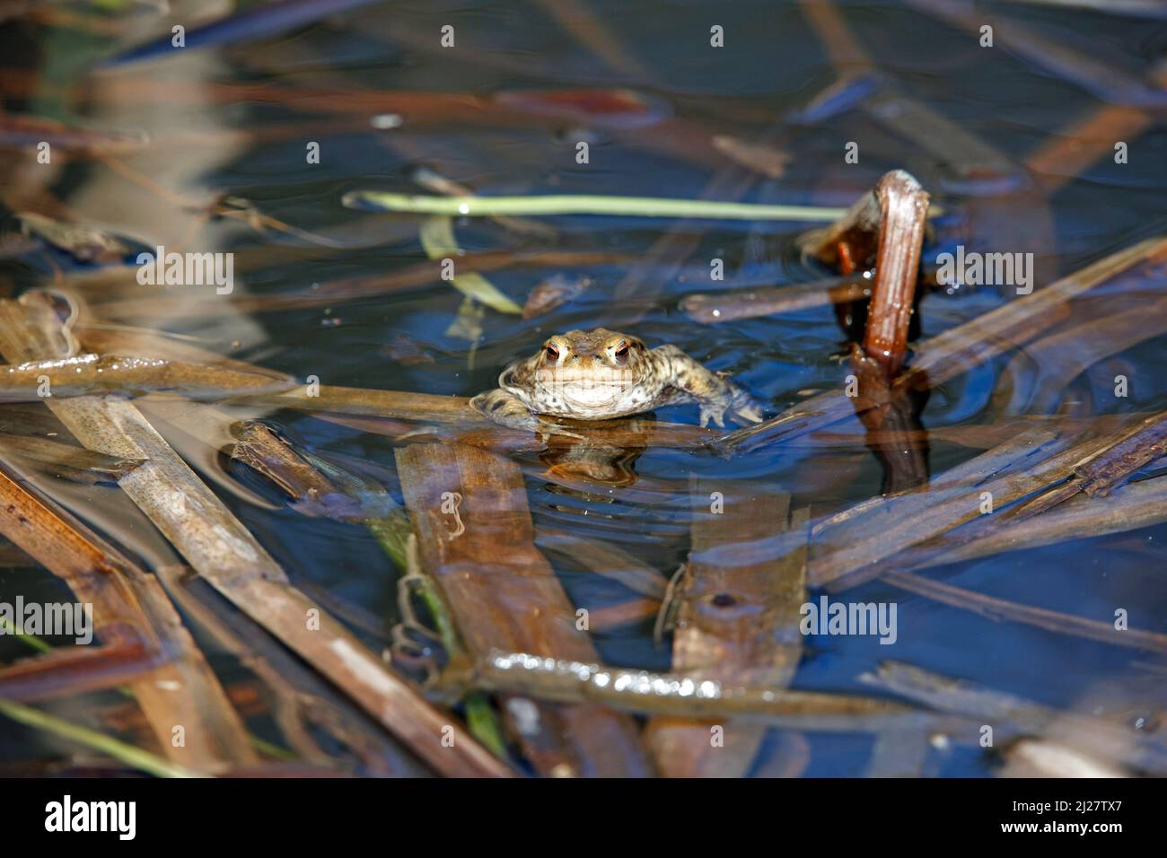 Common toads in a pond during the breeding season Stock Photo - Alamy