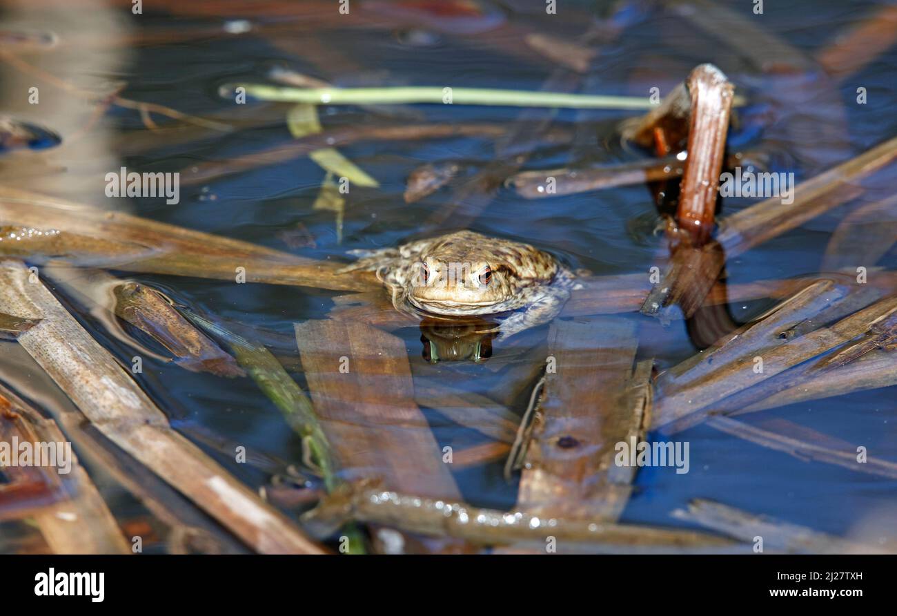 Common toads in a pond during the breeding season Stock Photo - Alamy