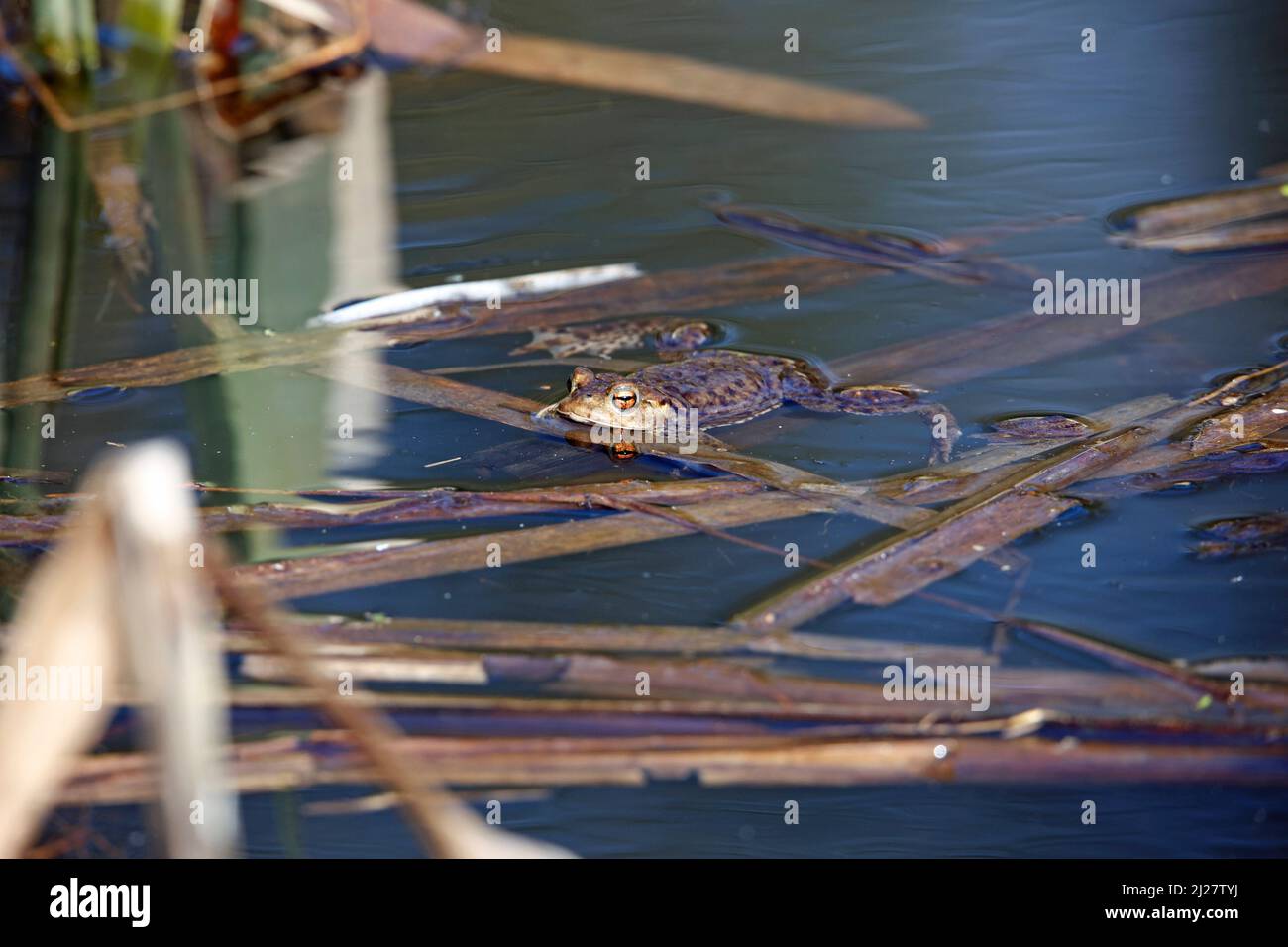 Male toad fish hi-res stock photography and images - Alamy