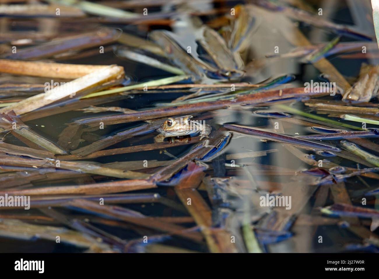 Male toad fish hi-res stock photography and images - Alamy