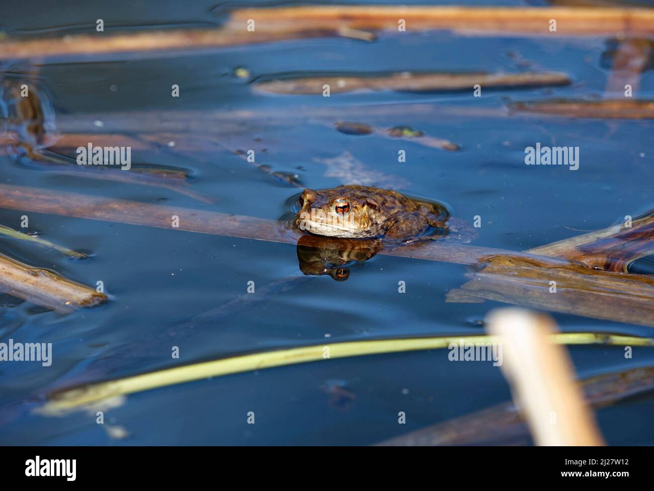 Male toad fish hi-res stock photography and images - Alamy