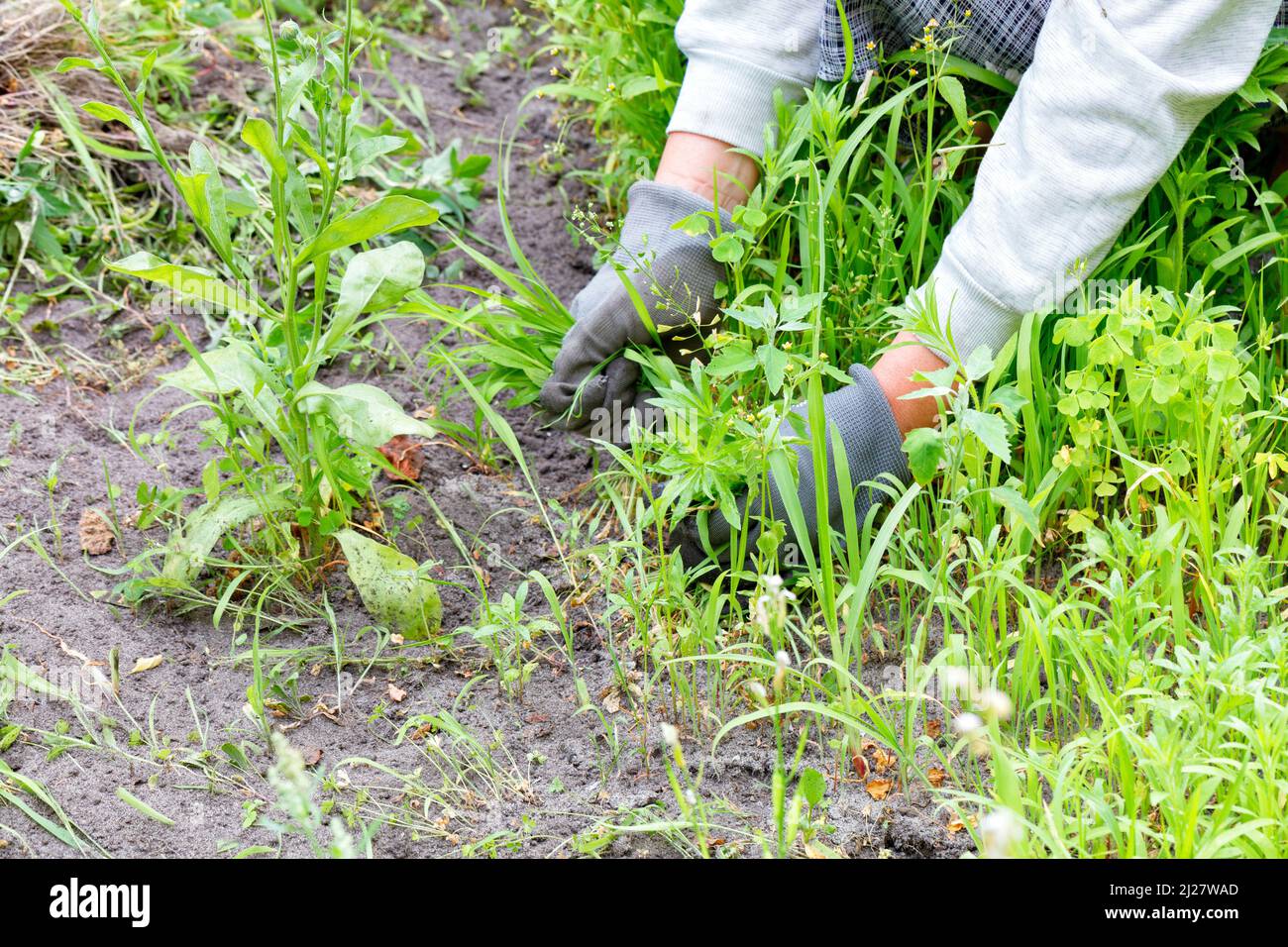 Plucking out weeds hi-res stock photography and images - Alamy
