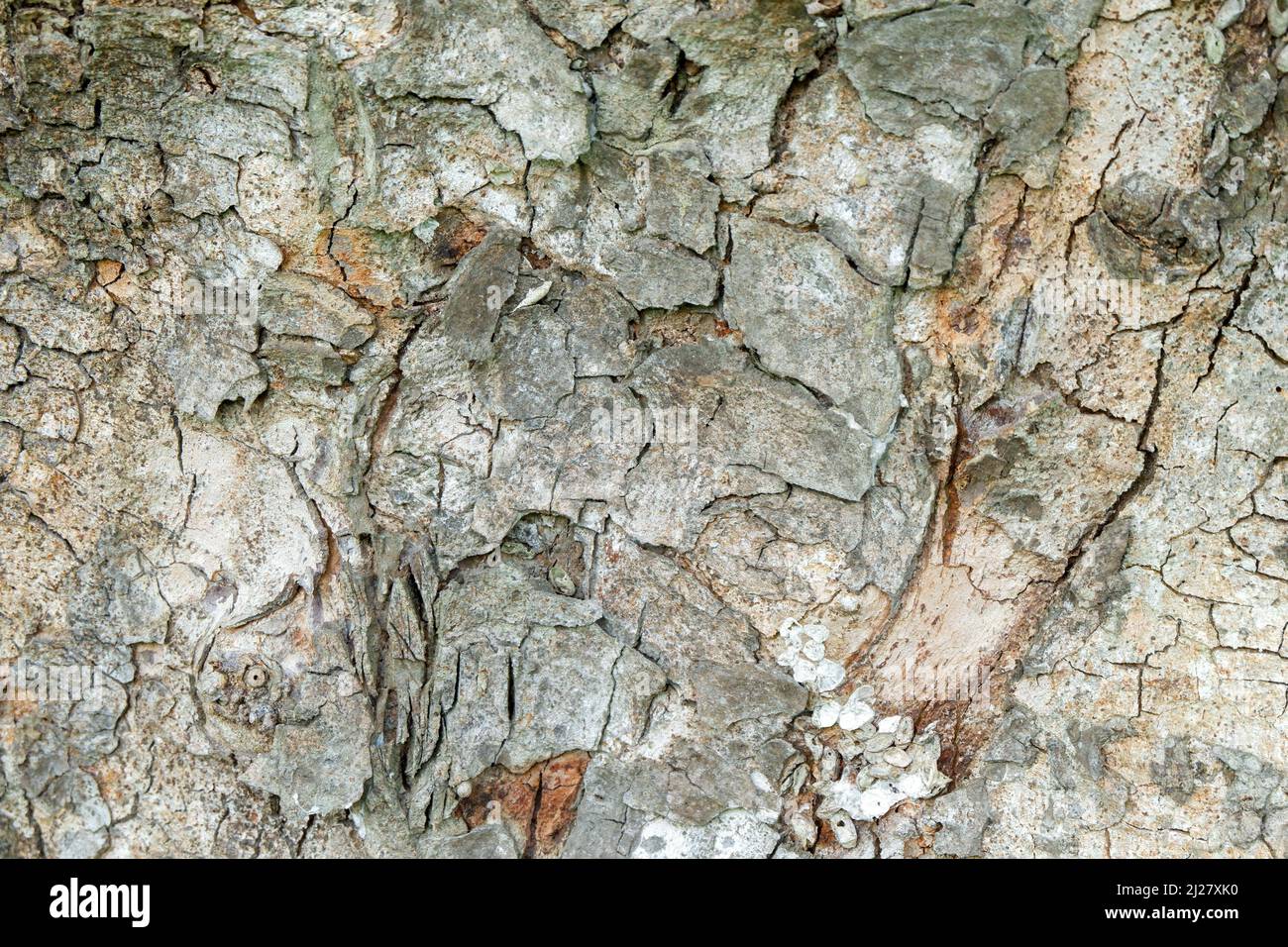 Rough tree branch texture hi-res stock photography and images - Alamy