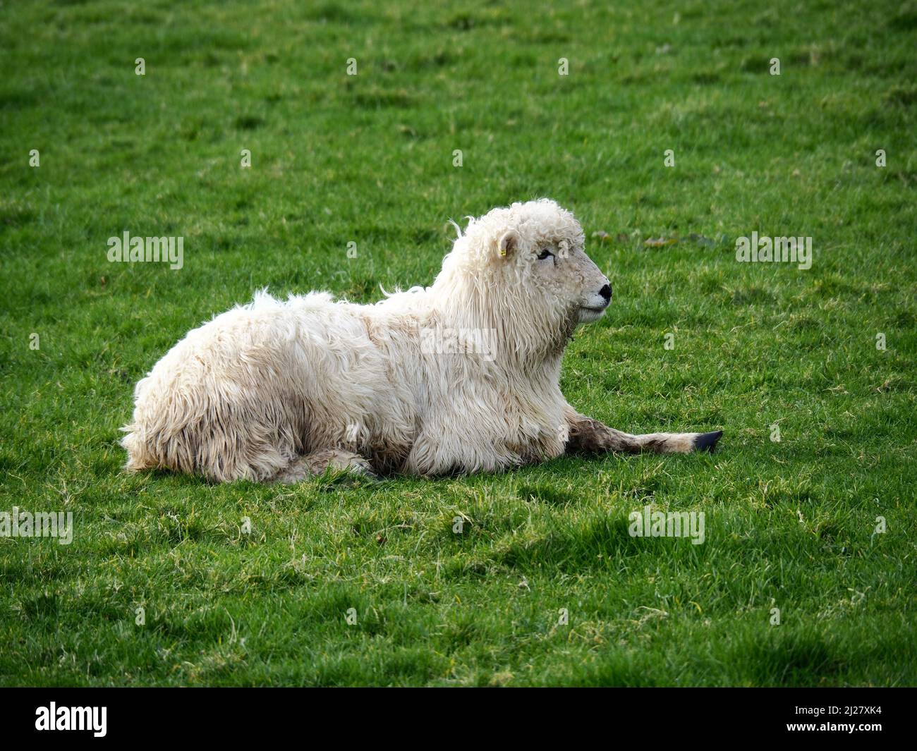 Very woolly sheep! Stock Photo - Alamy