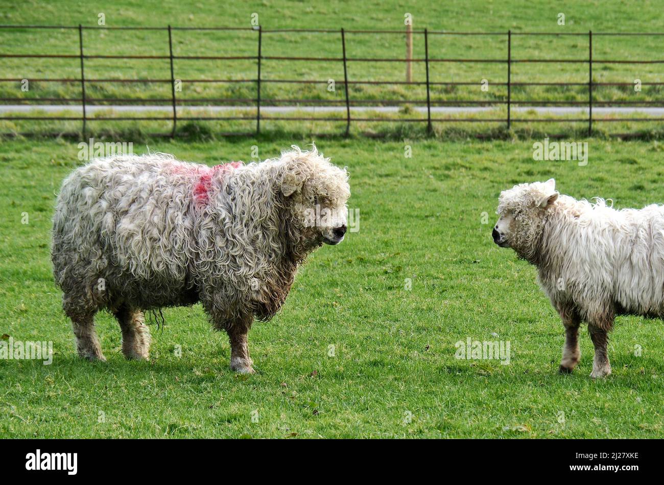 Very woolly sheep! Stock Photo - Alamy