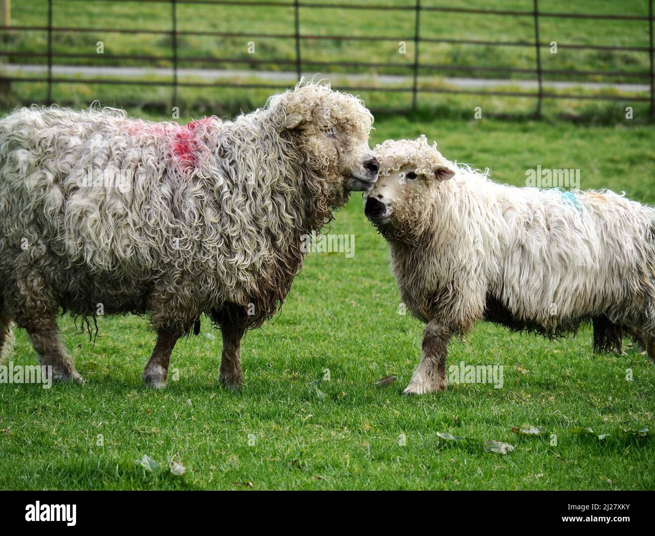 Vector lamb hi-res stock photography and images - Alamy