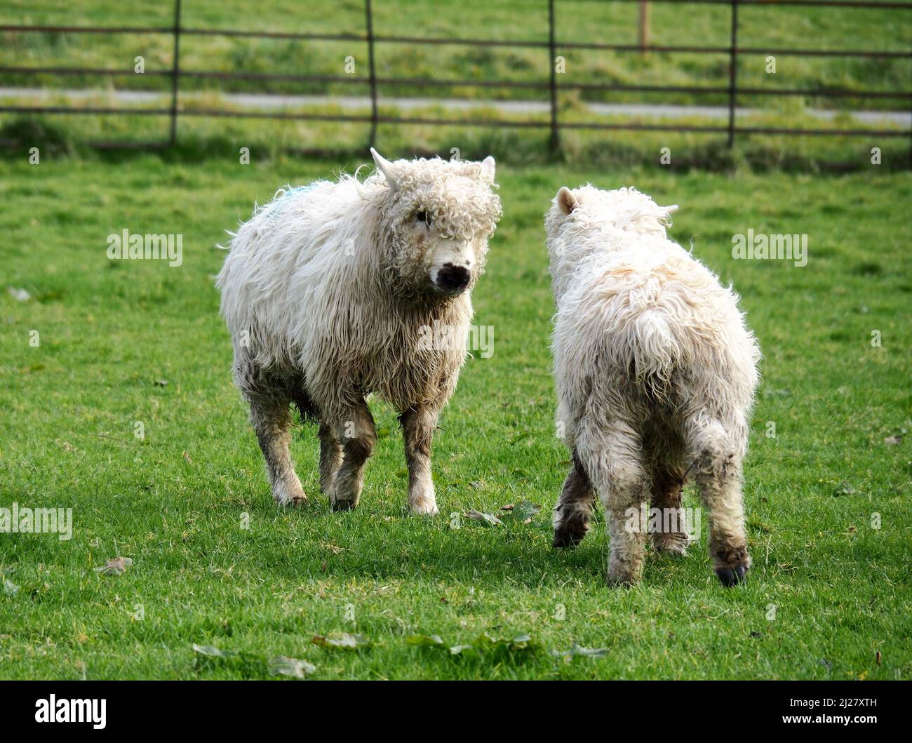 Very woolly sheep! Stock Photo - Alamy