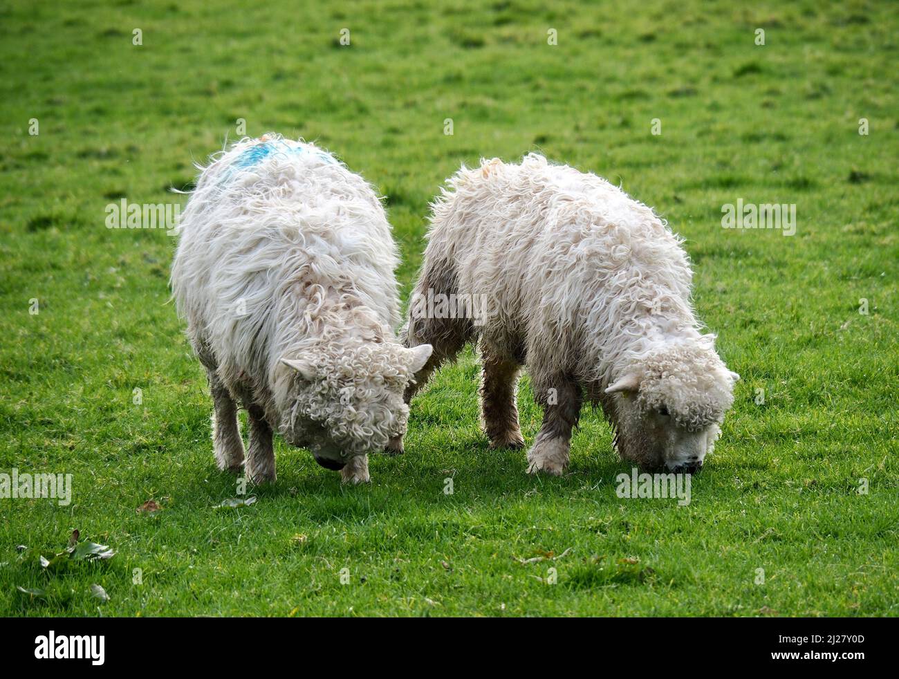 Sheep cartoon vector hi-res stock photography and images - Alamy