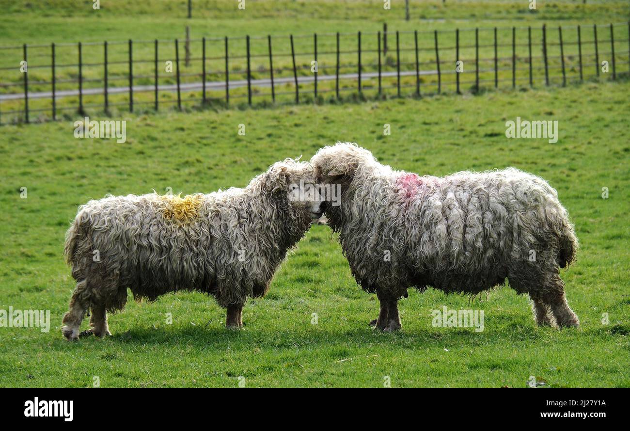 Very woolly sheep! Stock Photo - Alamy
