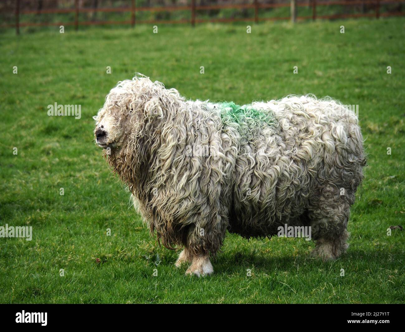 Very woolly sheep! Stock Photo - Alamy