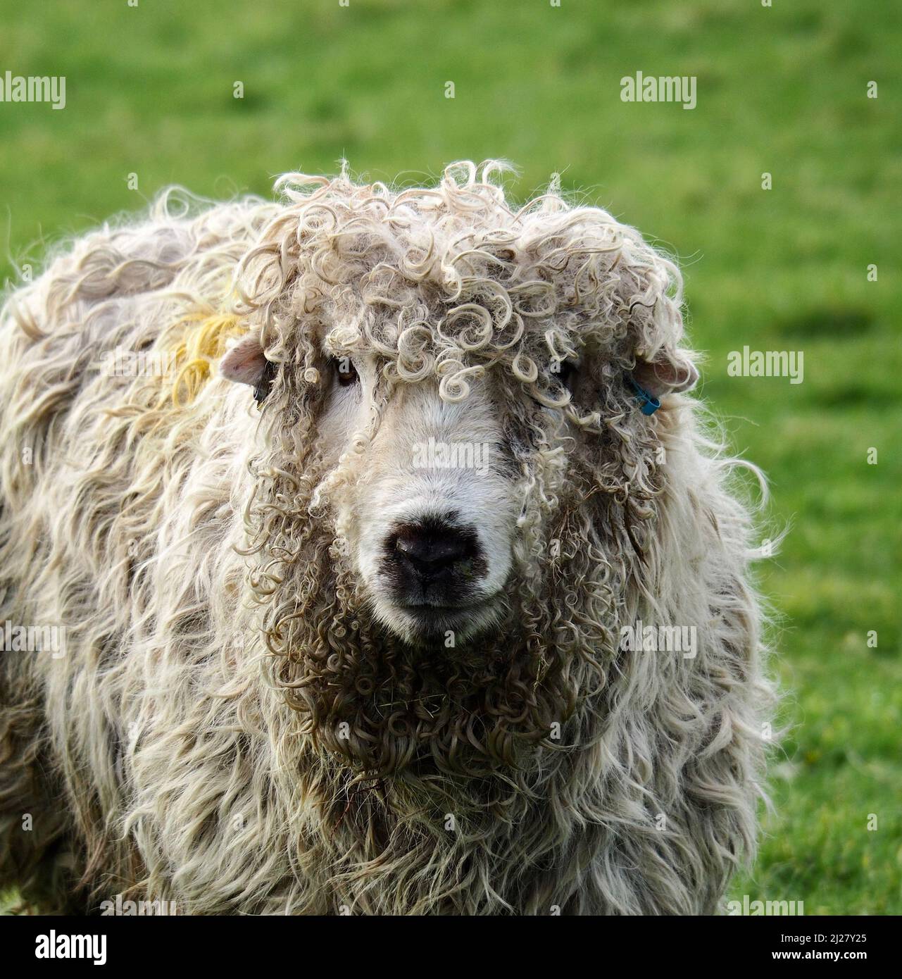 Very woolly sheep! Stock Photo - Alamy