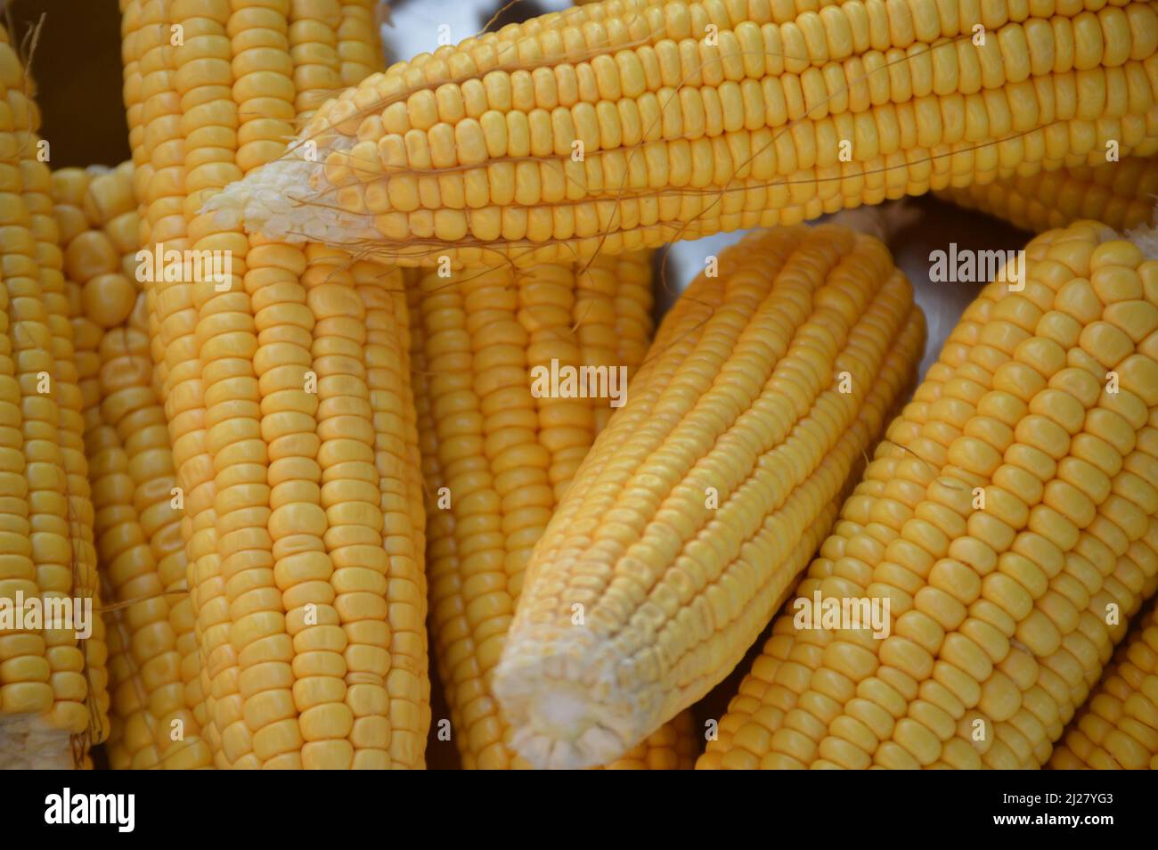 Pile fresh organic sweet corns hi-res stock photography and images - Alamy