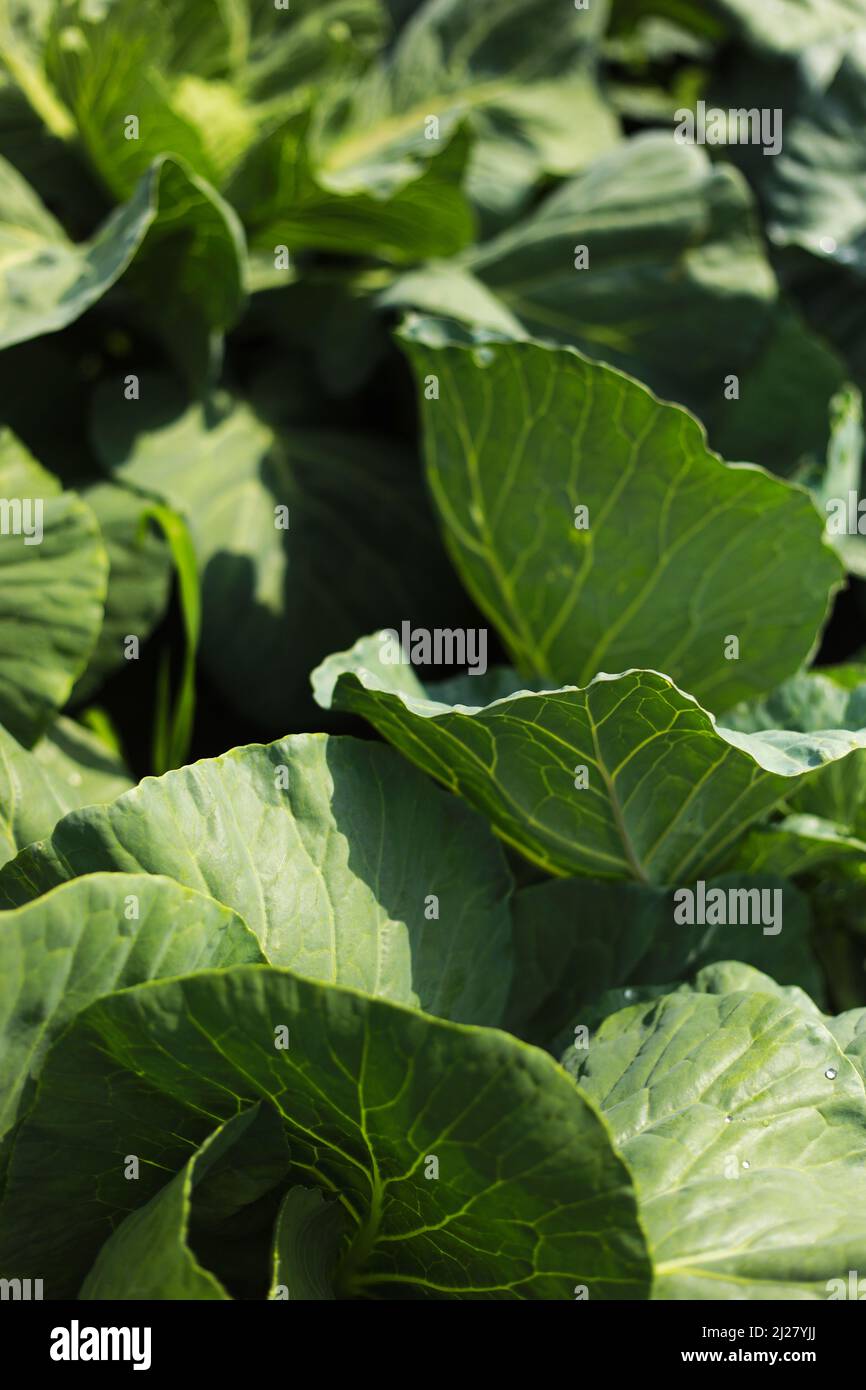Cabbage grow in the garden. Agriculture. Healthy and healthy food for ...