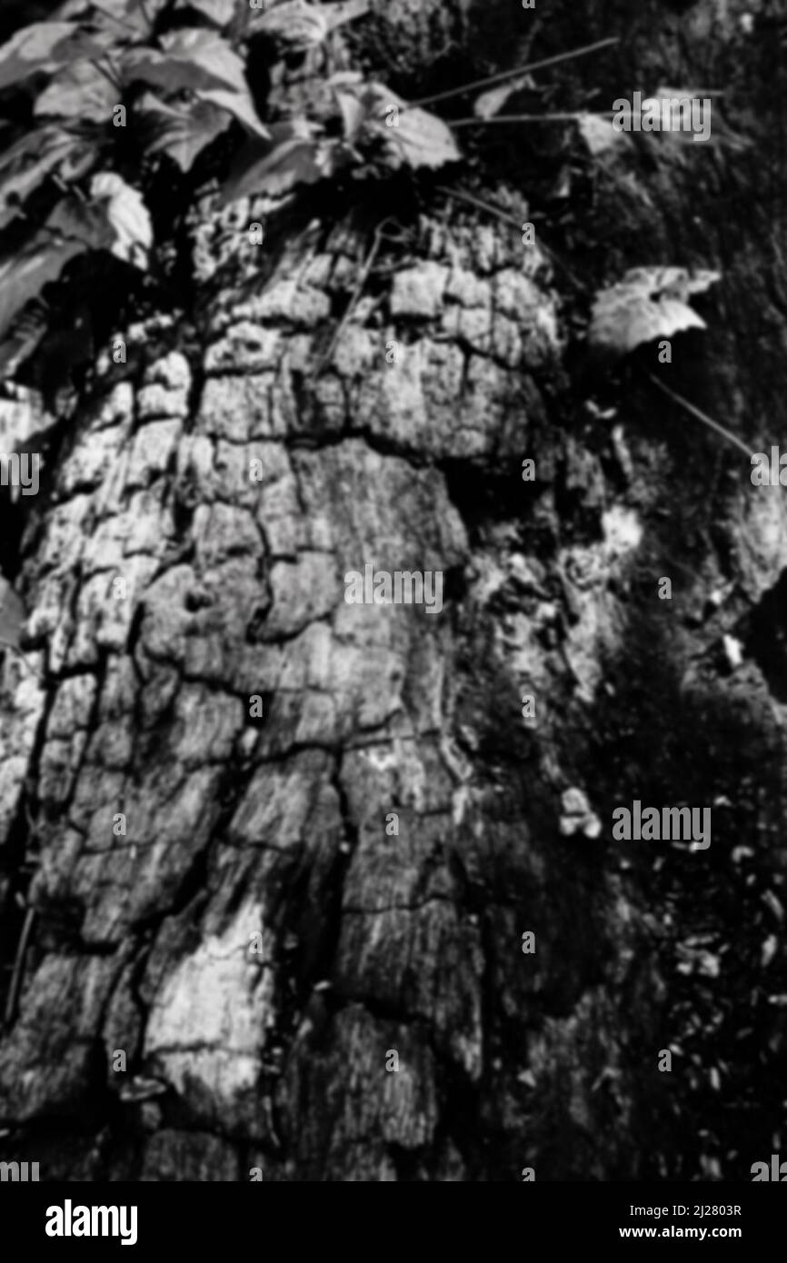 Blurred image of Black and white abstract tree trunk wood texture ...