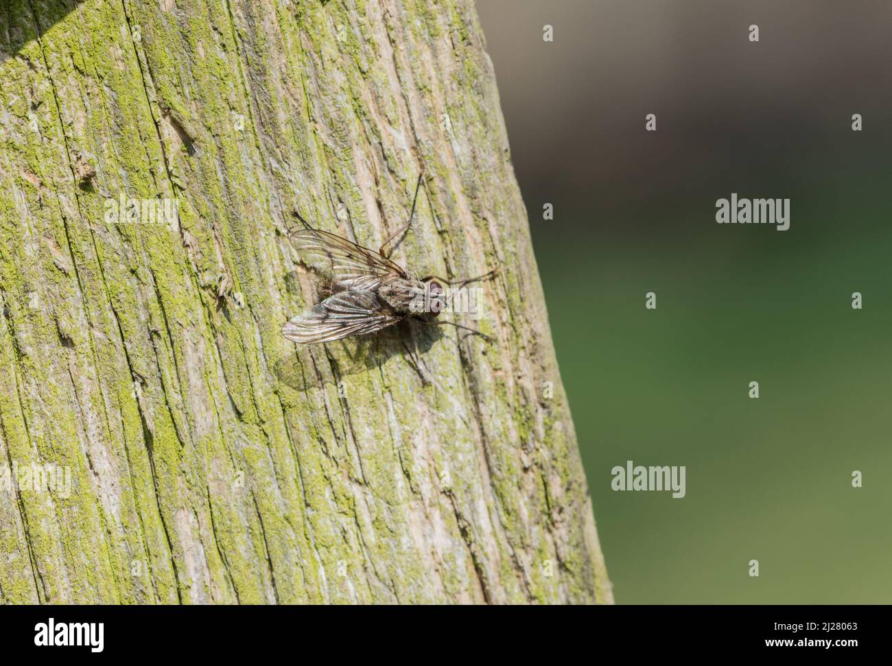 Phaonia hi-res stock photography and images - Alamy