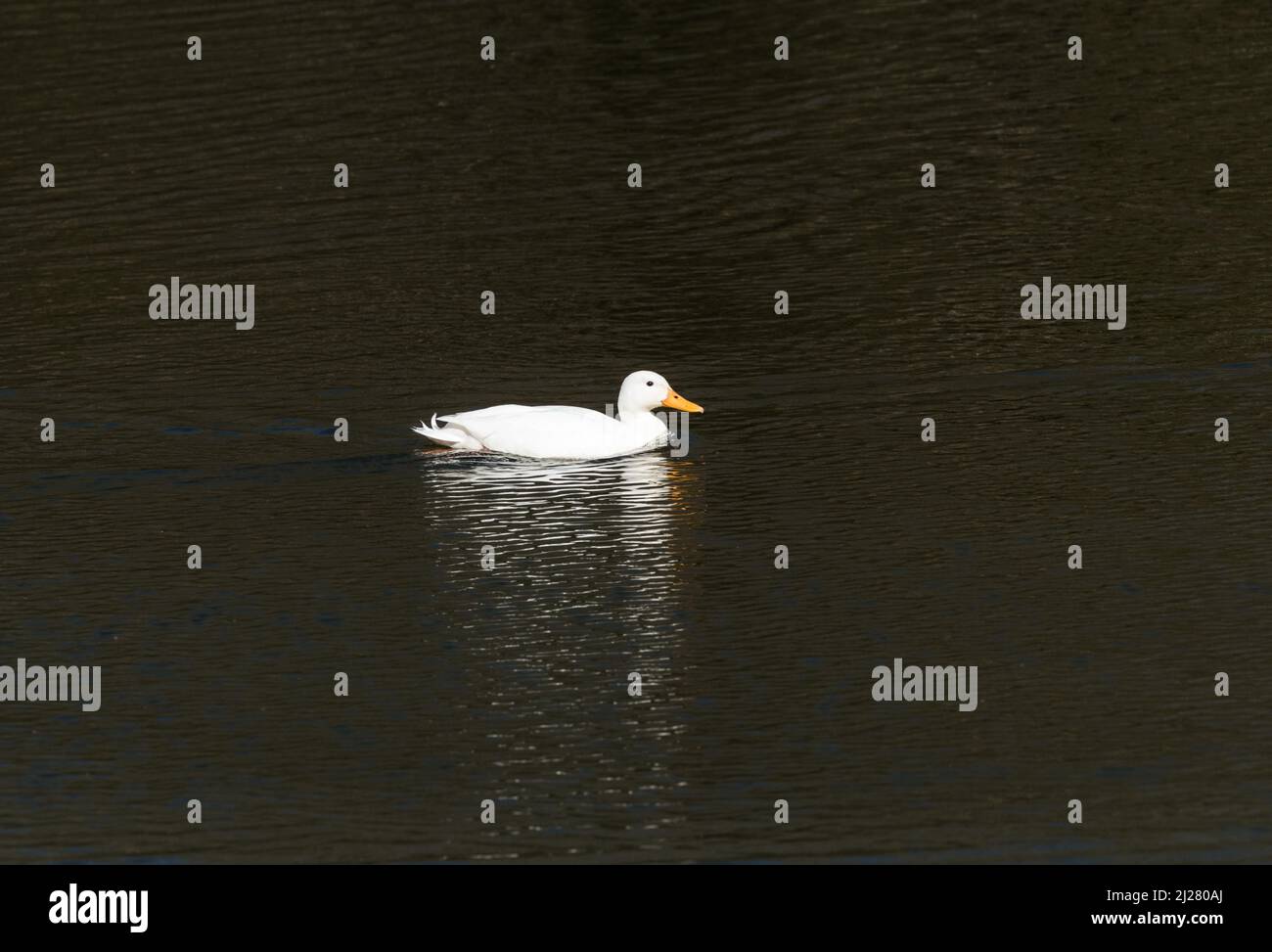 A swimming white duck Stock Photo - Alamy