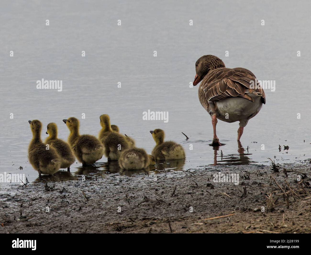 Greylag goose (Anser anser). Birds in their natural environment Stock ...