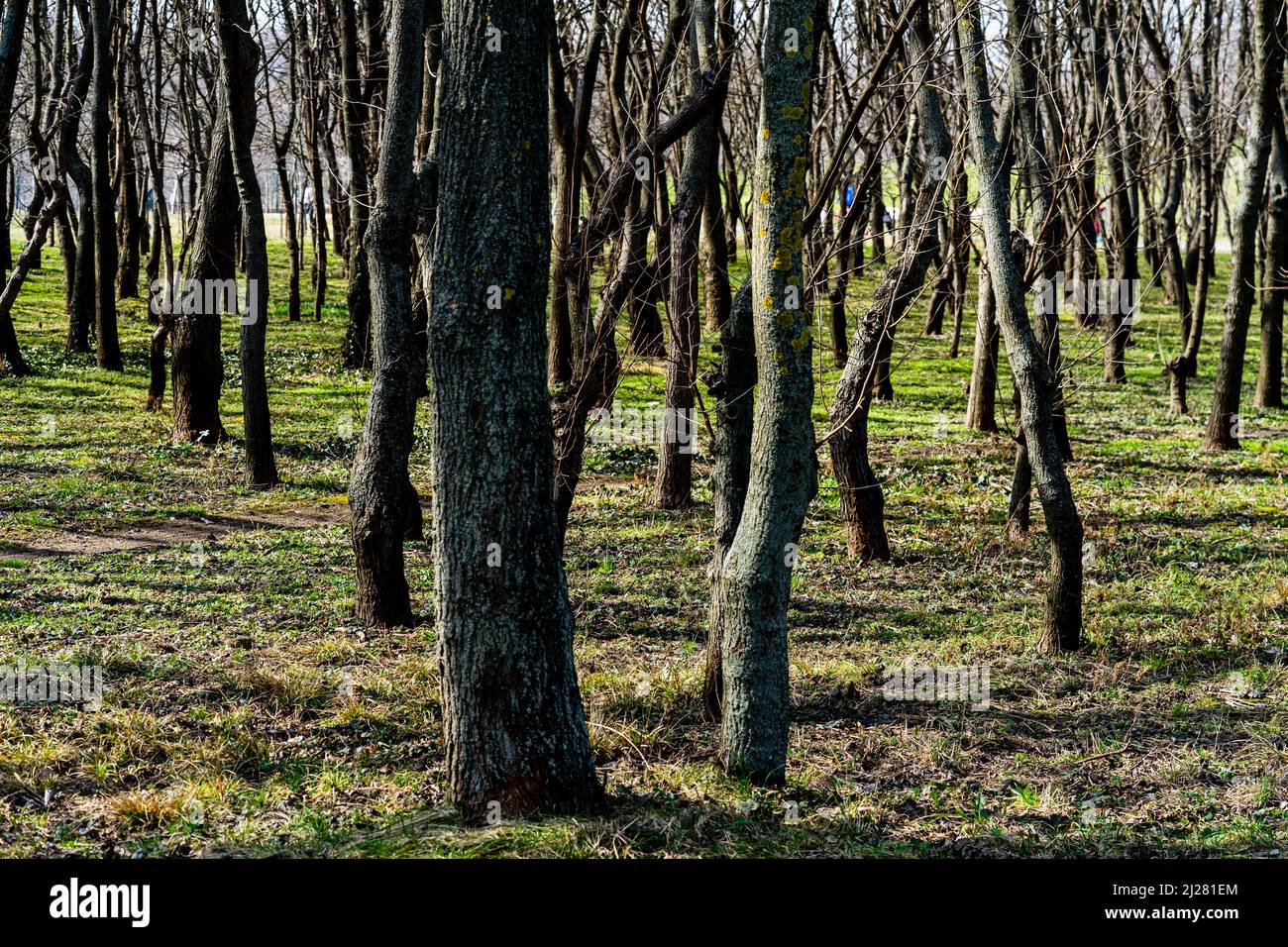 Tree trunks in a dense forest, way through rows of trees Stock Photo ...