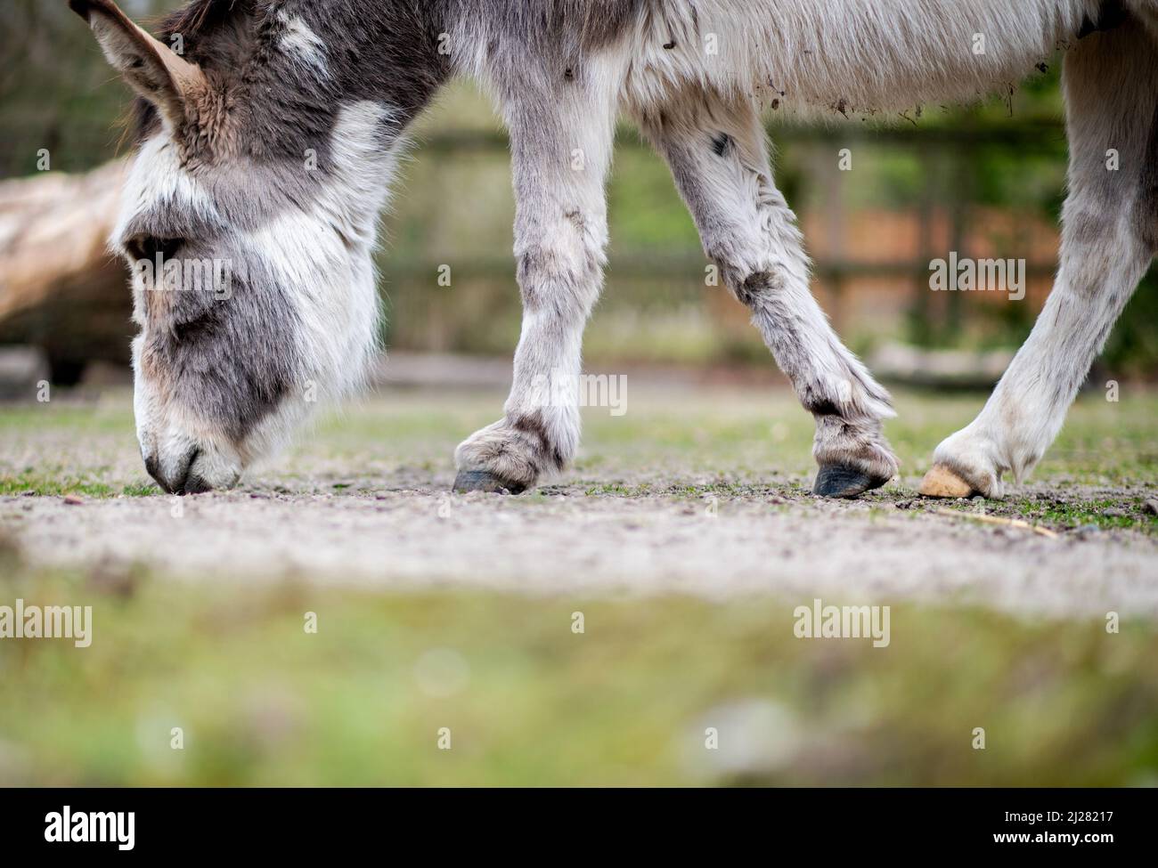 Bremen, Germany. 29th Mar, 2022. A donkey eats in an animal enclosure ...