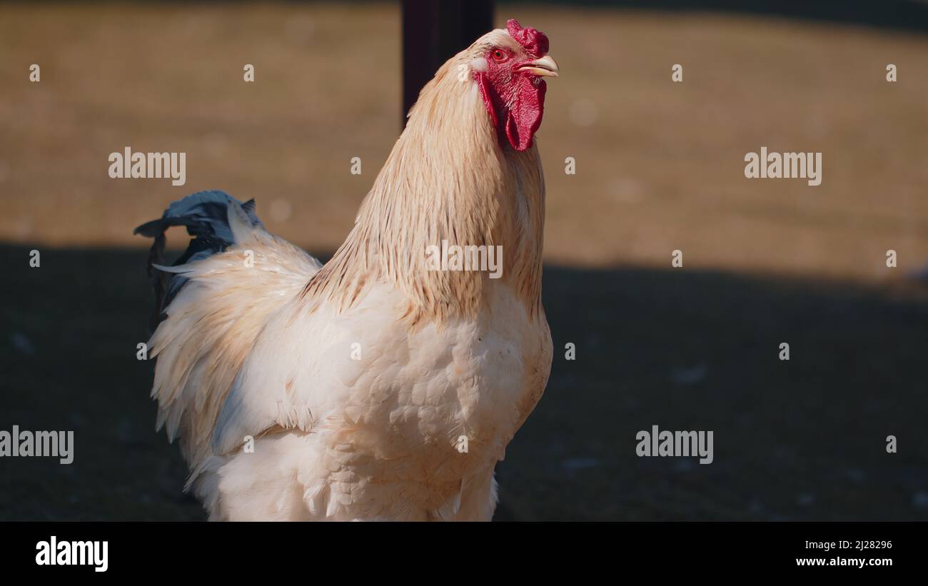 Free-range one big white domestic rooster chicken on a small rural eco ...