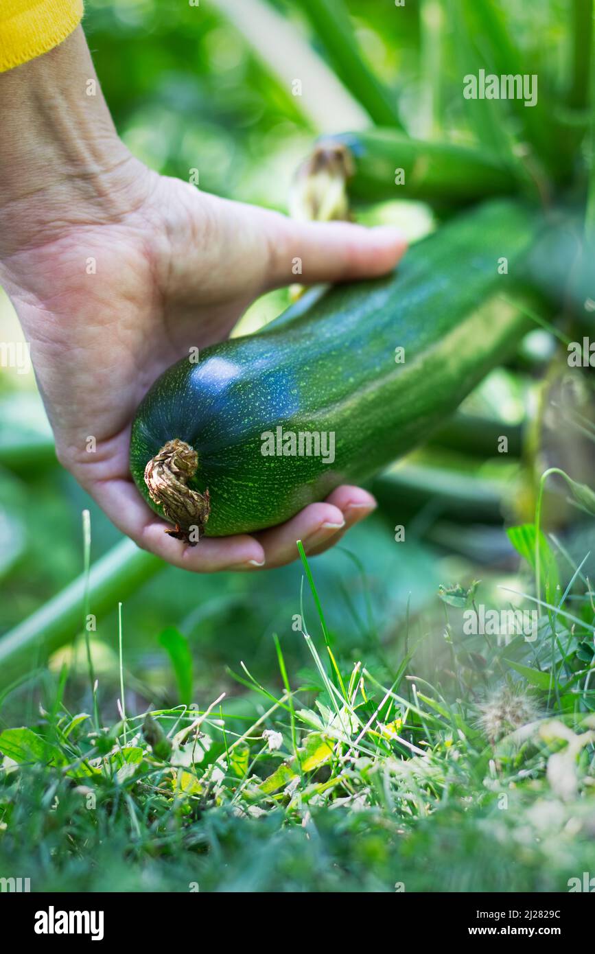 Harvesting zucchini in vegetable garden. Woman holding courgette in her ...